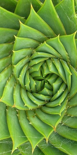 Phi in Nature | Geometry in nature, Spirals in nature, Fractals in nature